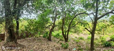 JMD The Junction Location Map Quepem, Goa