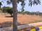 Residential 1500 Sqft Plot for sale at Dodda Aalada Mara, Bengaluru ...
