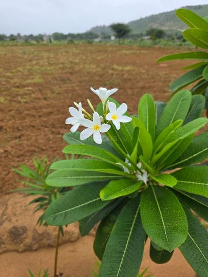 9341 Sqft Agricultural Land for Sale in Kalwad Road, | Property ID ...