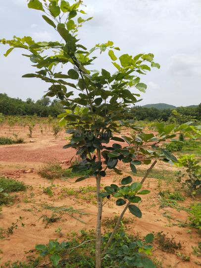 Residential 100 Sqft Plot for sale at Bhogapuram, | Property ID - 15639257