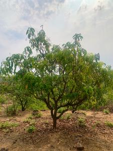 Roha, Raigad | Roha Map, Pros & Cons, Photos, Reviews and Property Insights