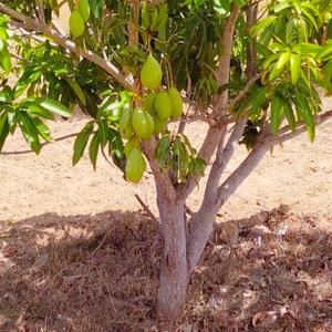 Walajabad, Chennai | Walajabad Map, Pros & Cons, Photos, Reviews and ...