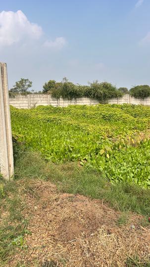 2800 Sqft Agricultural Land for Sale in Pethapur, | Property ID - 19364550