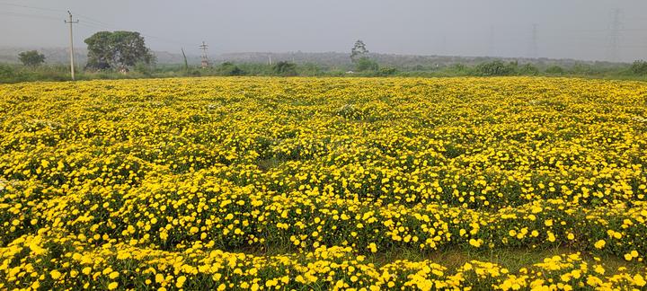 40468 sq.ft Commercial Plot for sale in Paatha Kadapa, Kadapa | ID ...