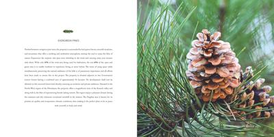 Ssrn Infracon Llp The Whispering Pines in Patta, Solan - Price, Reviews ...