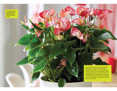 Rayala Livium in Harlur, Bangalore - Price, Reviews & Floor Plan